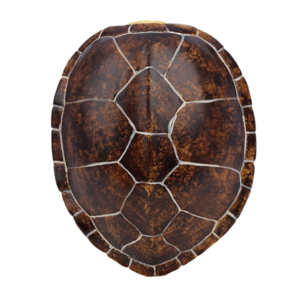 Large Turtle Shell Wall Decor Wall Design Ideas