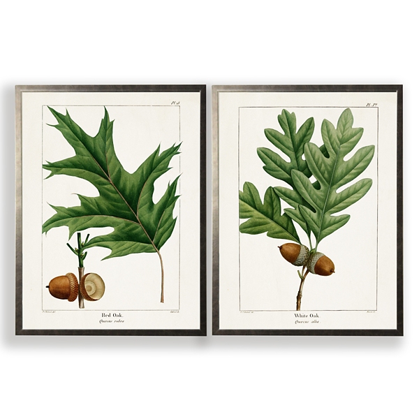 Vintage Oak Leaves Framed Art Prints, Set of 2 | Kirklands Home
