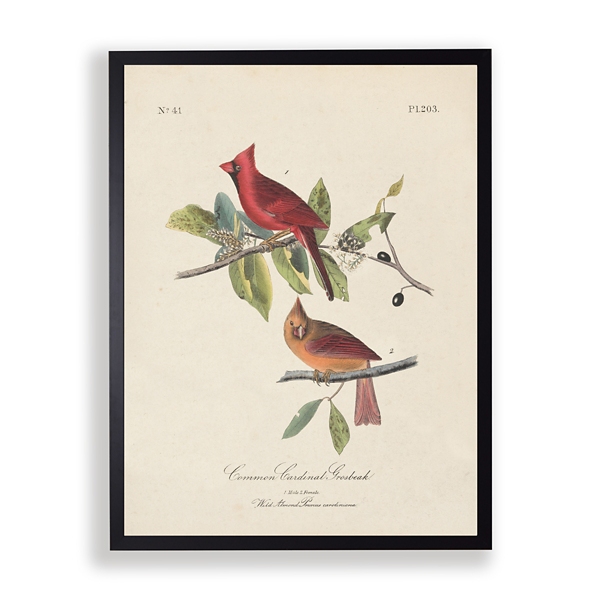 Vintage Cardinal Birds Framed Art Print | Kirklands Home