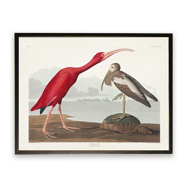 Vintage Waterbird Pair Bookplate Framed Art Print | Kirklands Home