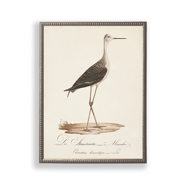 Vintage Waterbird Facing Right Framed Art Print | Kirklands Home