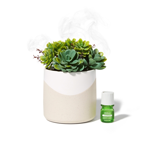 Lifelines Faux Succulent Two Tone Diffuser | Kirklands Home